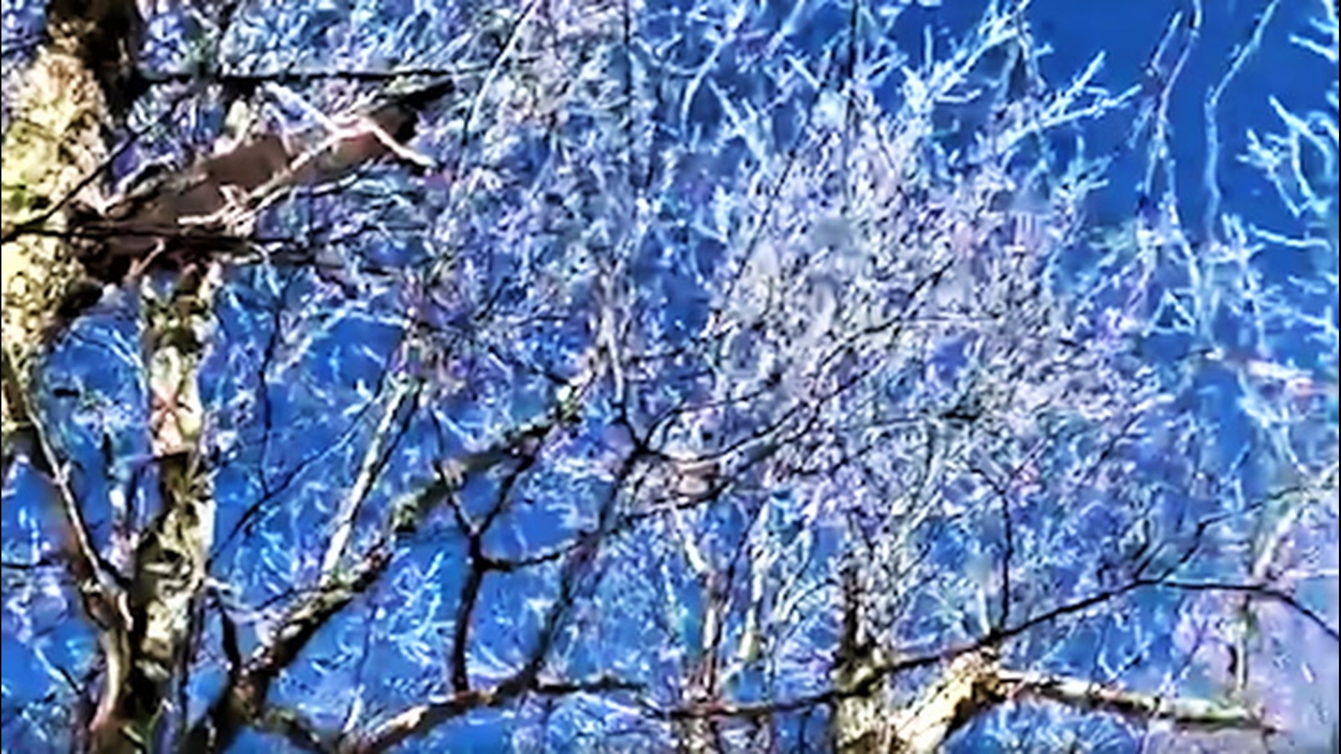 Freezing Rain Trees