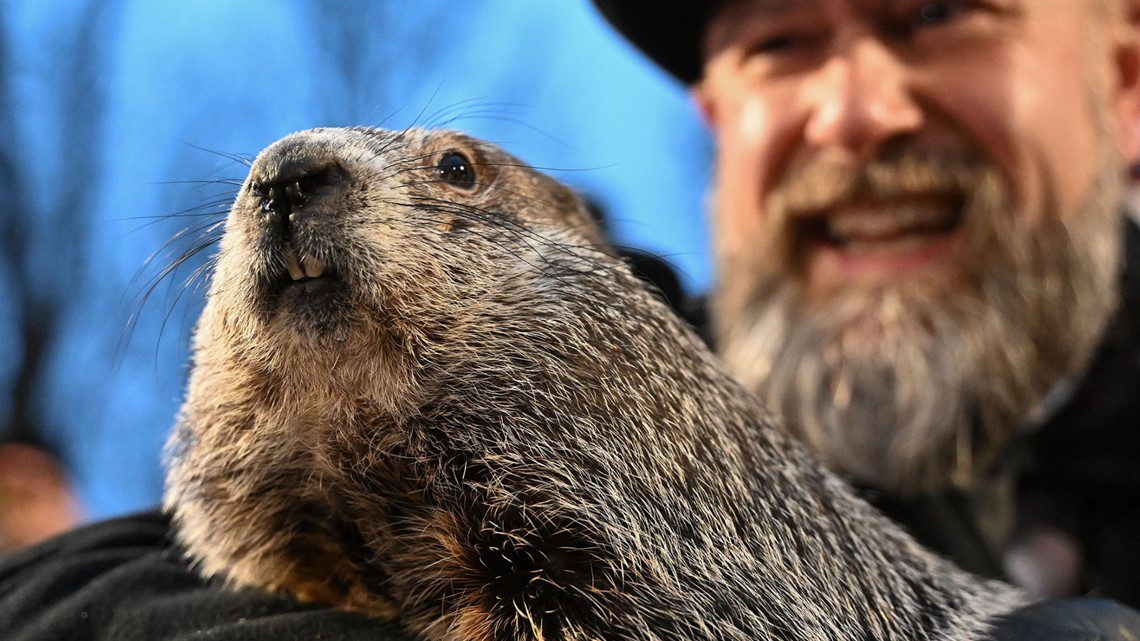 'Weather reveal' cake instead of Punxsutawney Phil, PETA suggests ...