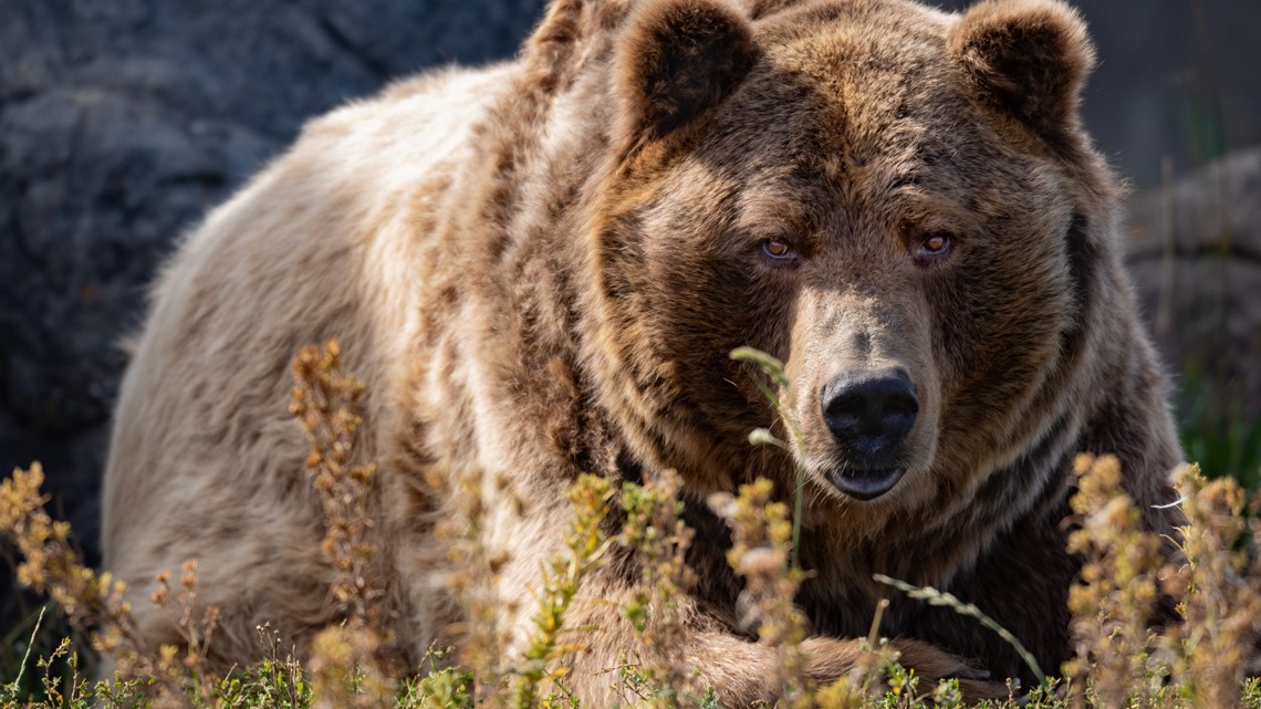 Grizzly bear attack: College wrestlers survive Wyoming mauling | newswest9.com