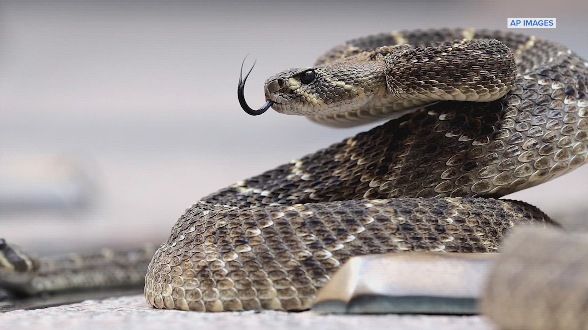 Galveston Island State Park: Rattlesnakes use dunes to stay warm | newswest9.com