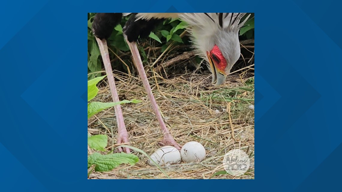 Secretary bird hatches at Abilene Zoo | newswest9.com