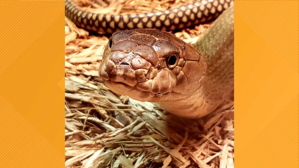 Walter the king cobra has died, Abilene Zoo announces | newswest9.com