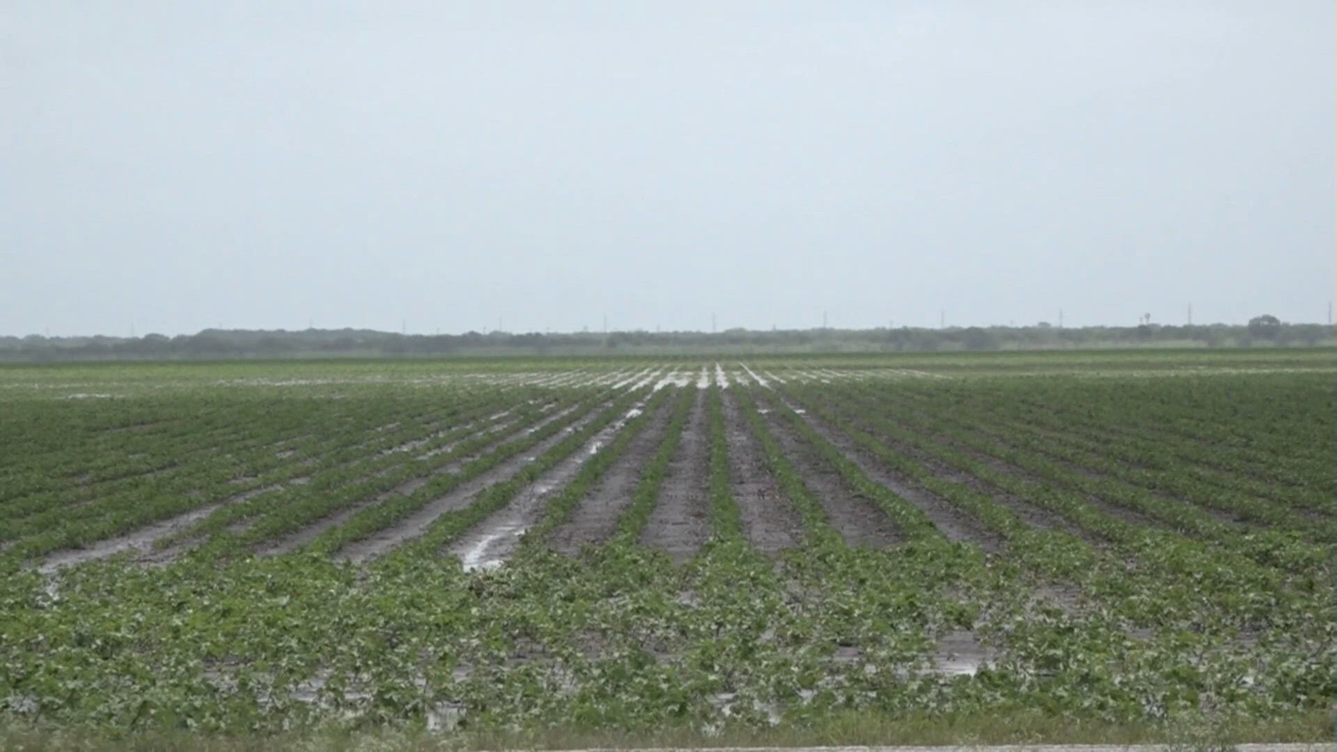 Texas Ag Commissioner calls for pause on new AI data centers ...