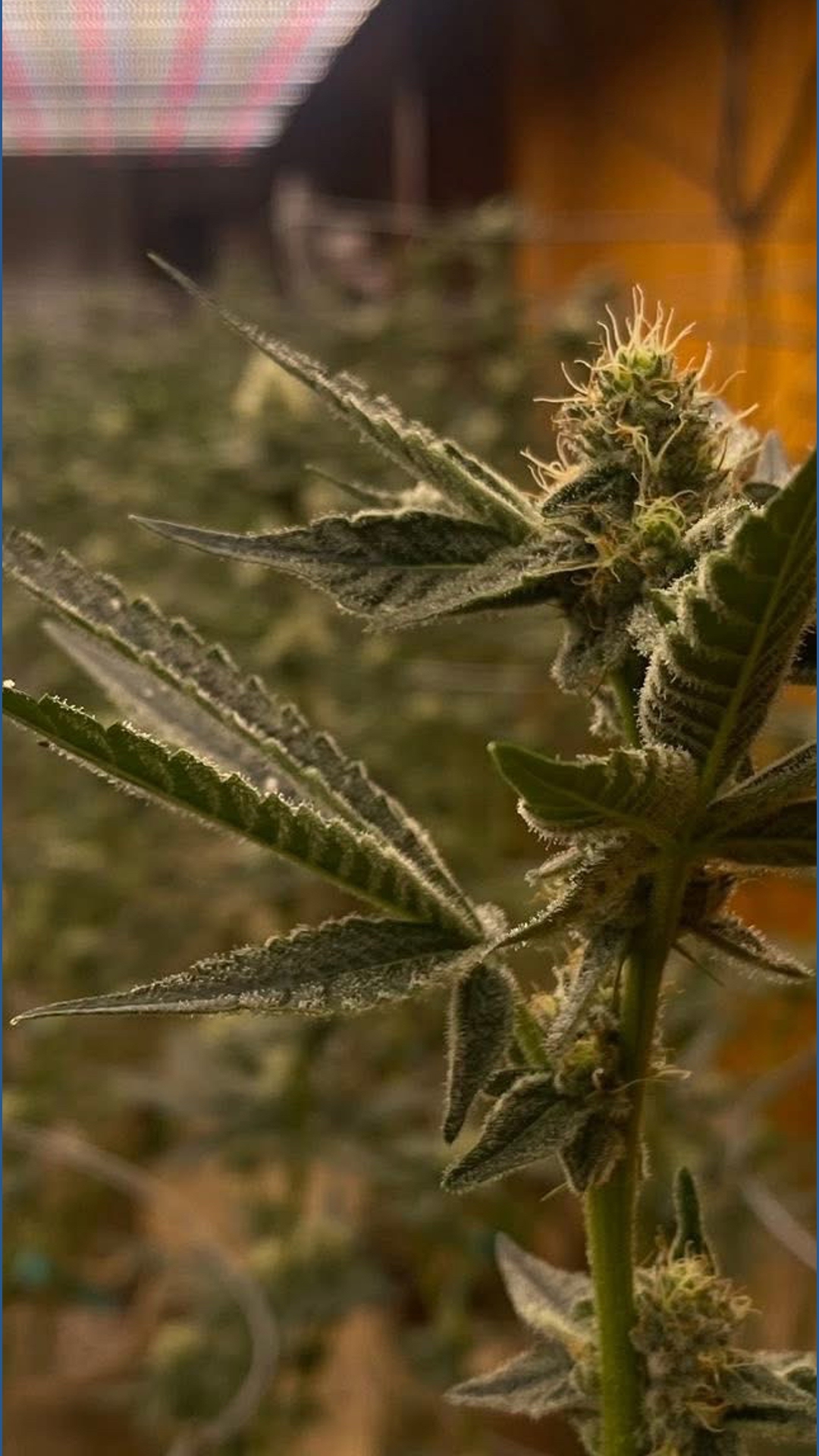 Texas Senate to vote on THC hemp ban bill in special session ...