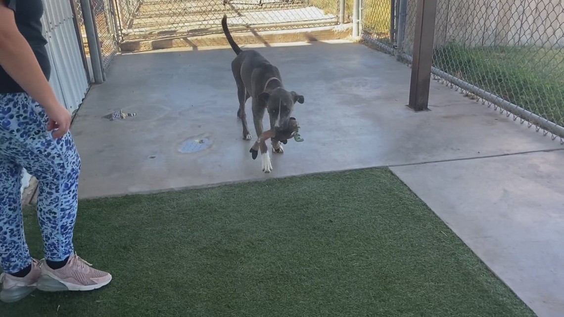 Meet Nikki, NewsWest 9's Midland Pet of the Week | newswest9.com