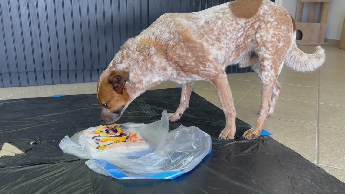 Meet Jack, NewsWest 9's Midland Pet of the Week | newswest9.com