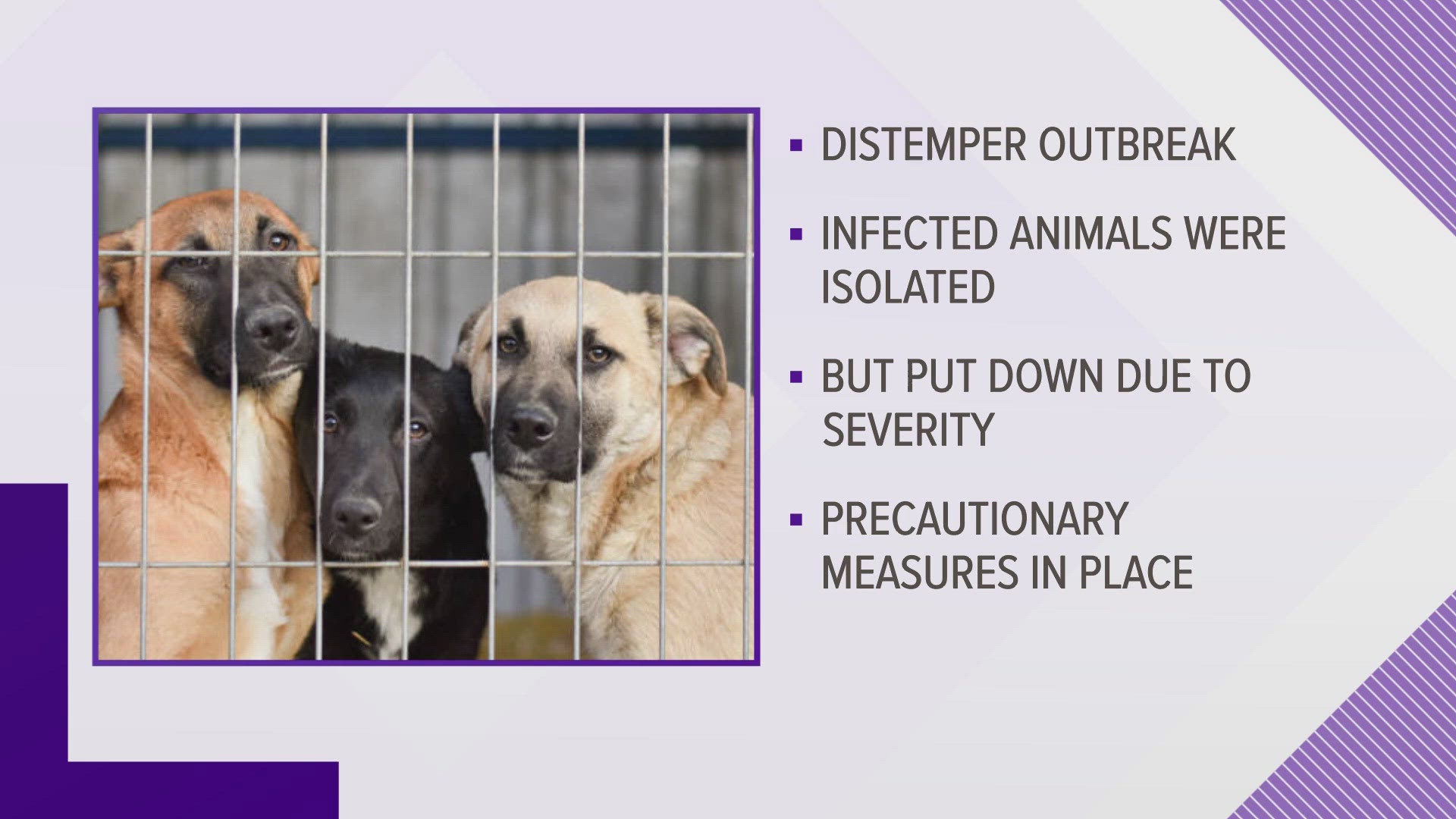 Distemper virus affecting dogs in Kermit Animal Shelter | newswest9.com