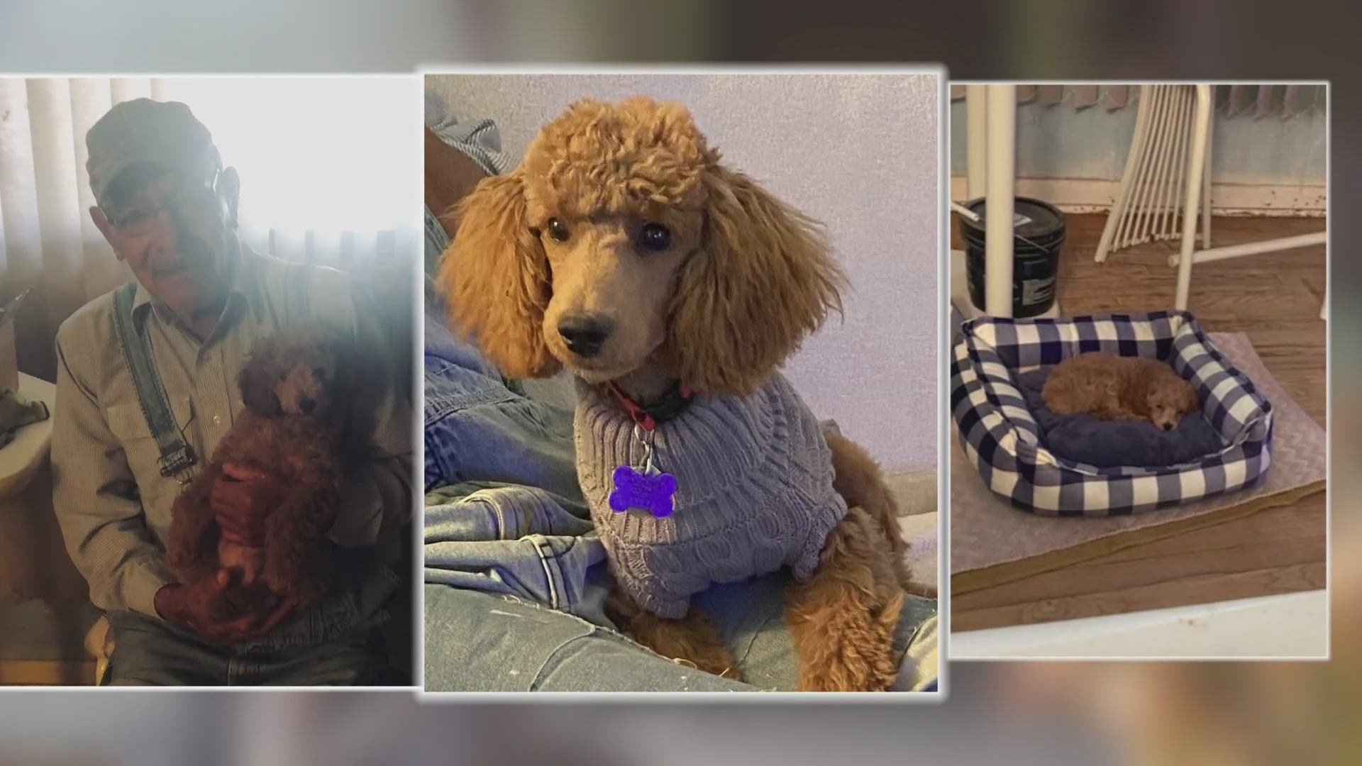 Meet Coco, Pet of the Week for Grand Companions | newswest9.com