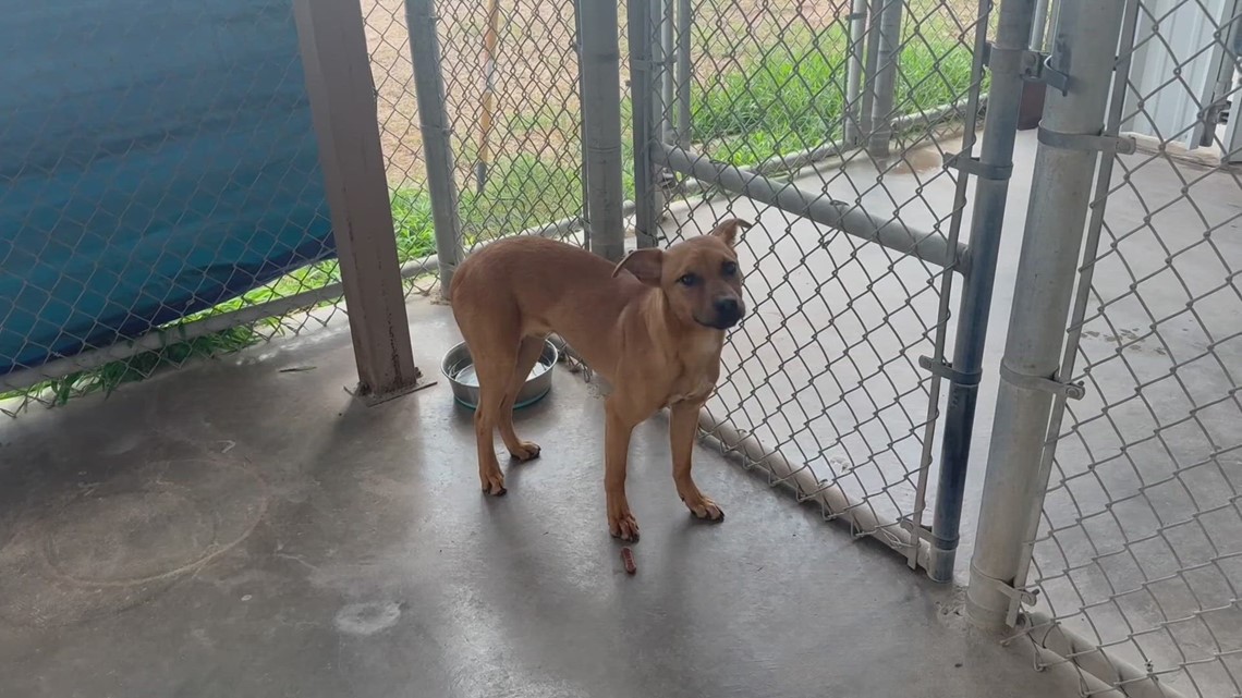 Meet Floyd, NewsWest 9's Midland Pet of the Week | newswest9.com