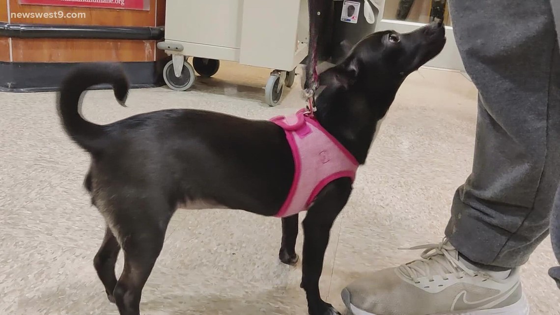 Meet Chloe, NewsWest 9's Pet of the Week | newswest9.com