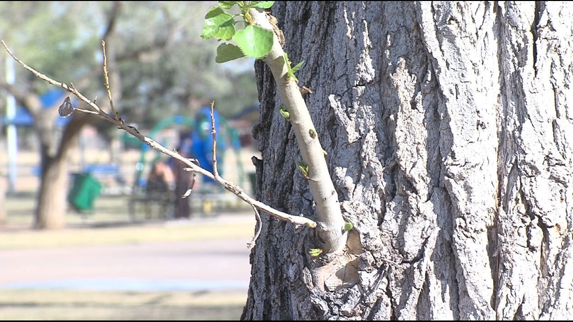 Trees for Tots celebrates birth and adoption | newswest9.com