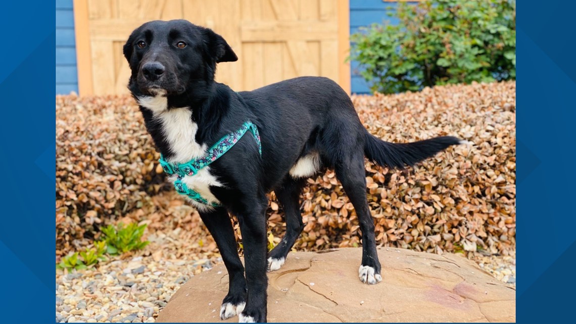 Meet Shep, NewsWest 9's Pet of the Week | newswest9.com