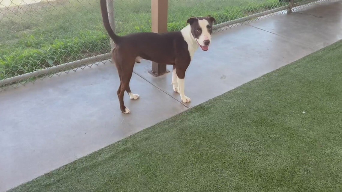 Meet Dante, NewsWest 9's Midland Pet of the Week | newswest9.com