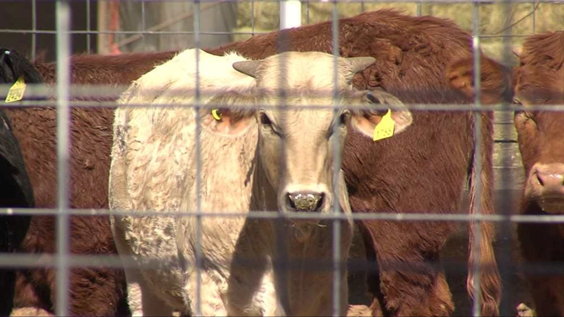 Cattle escape trailer near IH-20 in Big Spring | newswest9.com