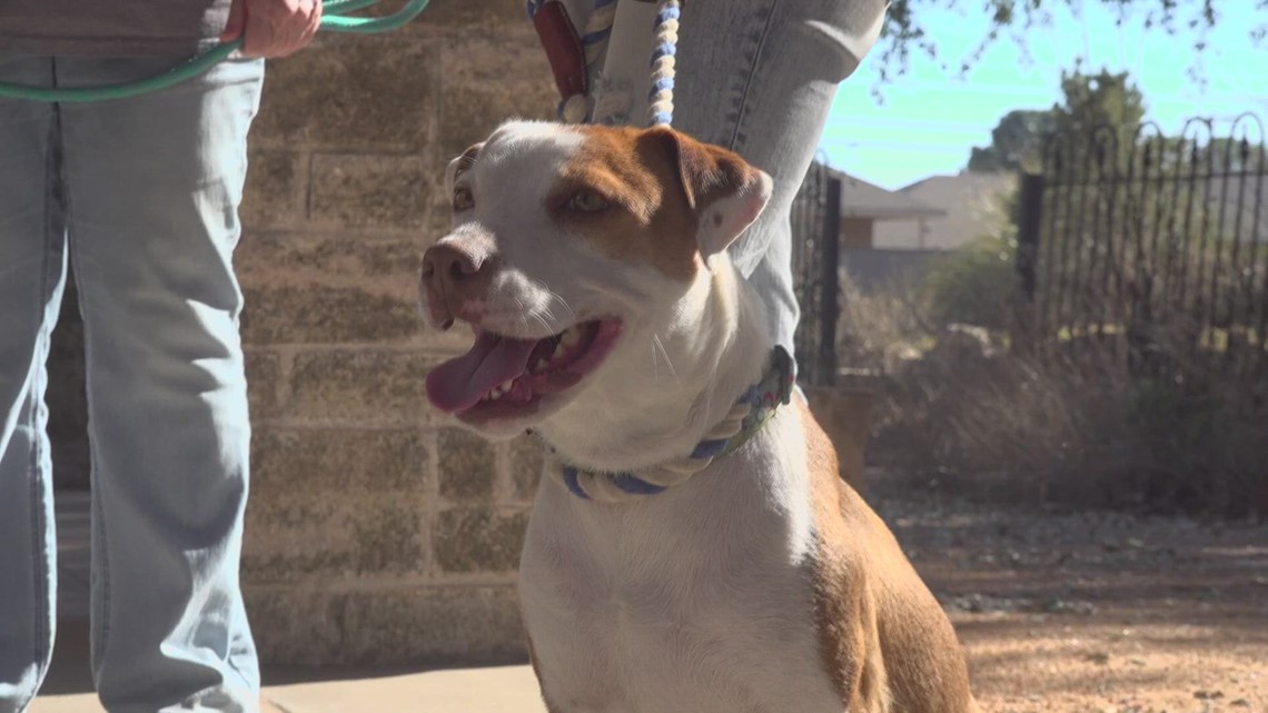 Permian Basin dogs find forever homes across the country | newswest9.com