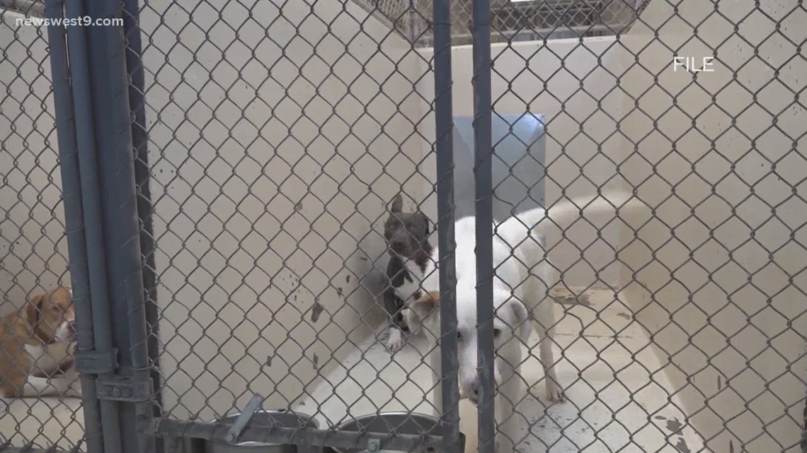 Fix West Texas trying to help death row dogs find their forever homes ...
