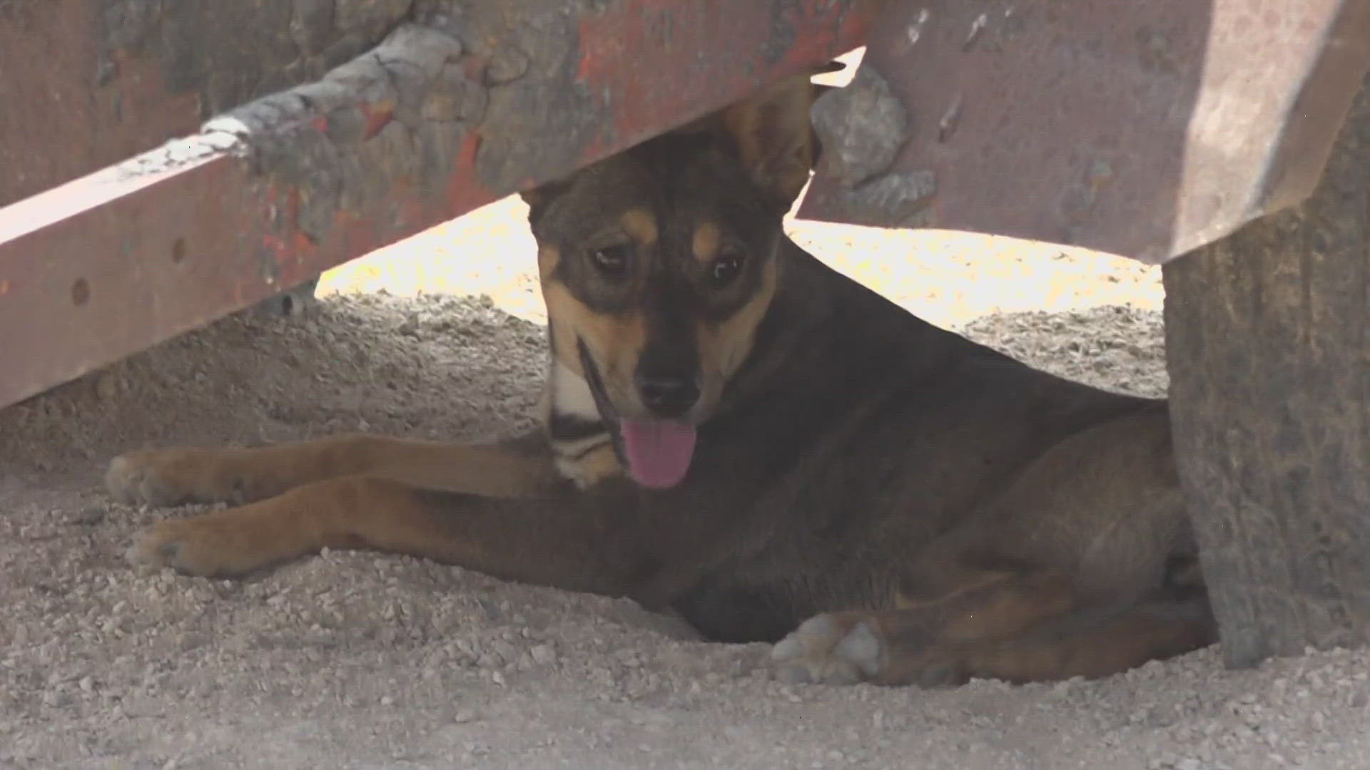 Odessa animal rescue warns pet owners of rising 'tick fever' threat ...