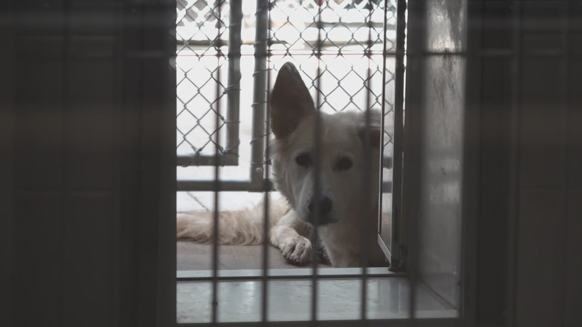 City of Midland teams up with West Texas rescues to help reduce intakes ...