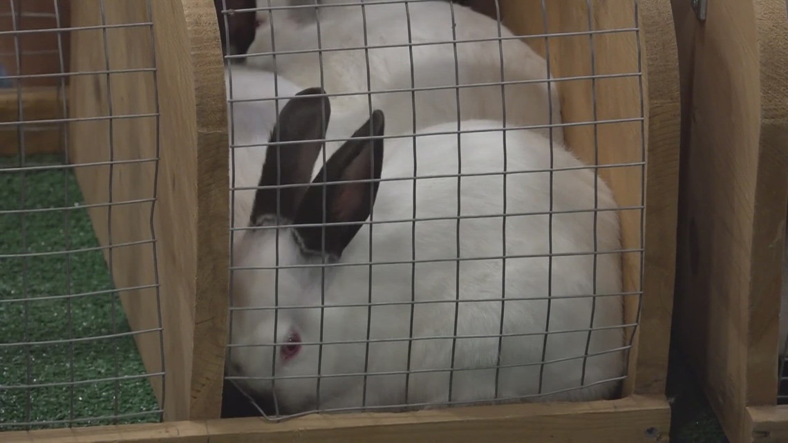 74th Midland County Livestock Show gives back to the youth | newswest9.com