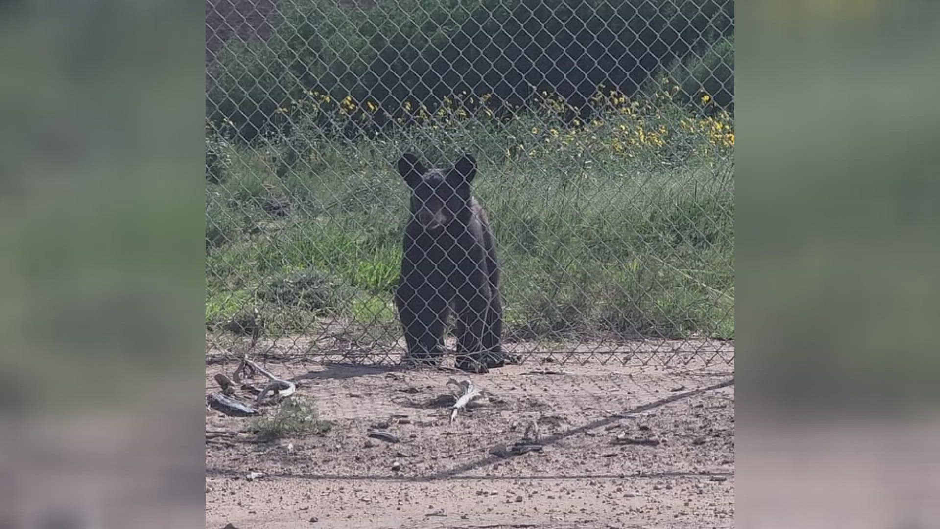 Black bear cub in Midland County safely returned to home | newswest9.com
