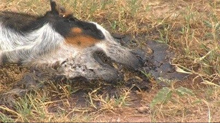 GRAPHIC CONTENT: Photos of Skinned Dog Found Dead in Midland ...