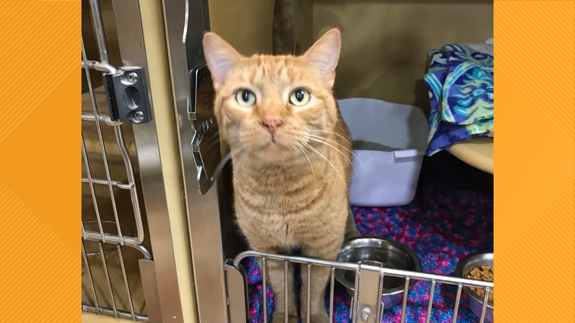 Meet Mr. Kitty, Newswest 9's Pet of the Week | newswest9.com