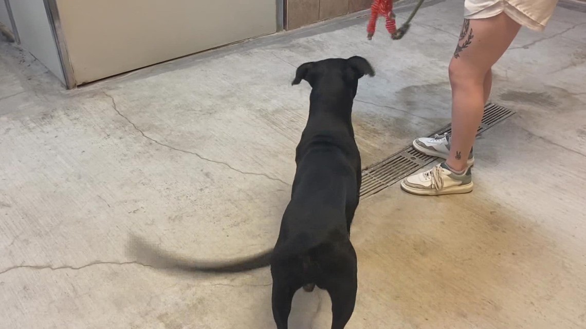 Meet Mango, NewsWest 9's Pet of the Week | newswest9.com