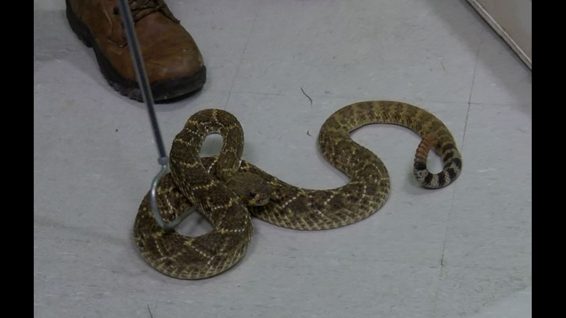 World’s Largest Rattlesnake Round-Up comes to Sweetwater | newswest9.com