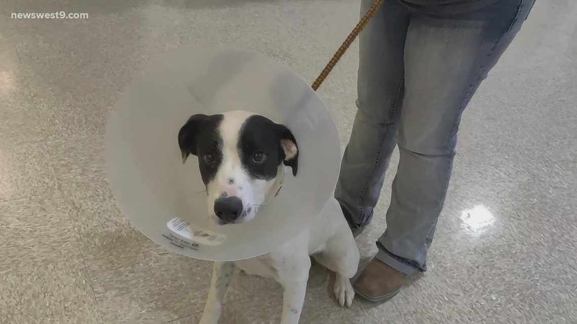 Meet Orca, NewsWest 9's Pet of the Week | newswest9.com