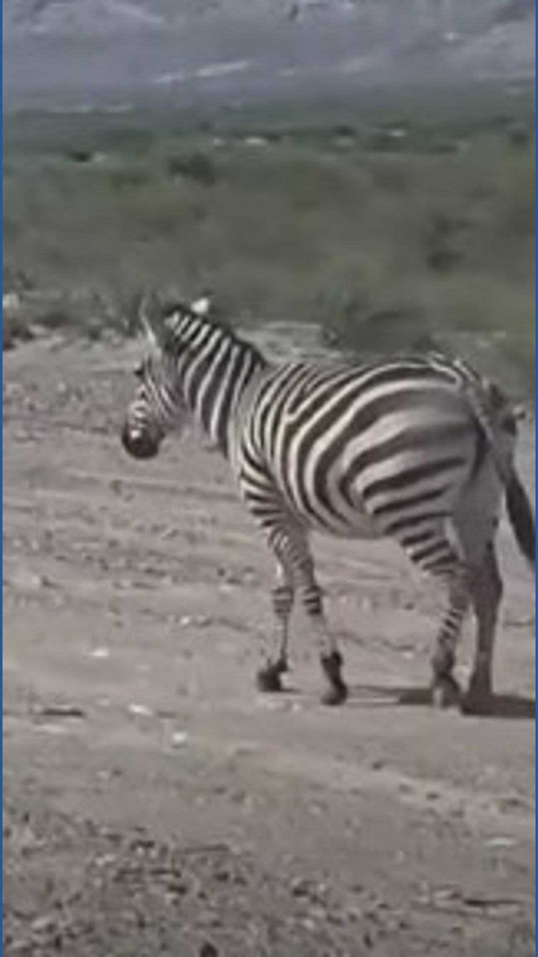 Zebra spotting by authorities in Presidio County | newswest9.com
