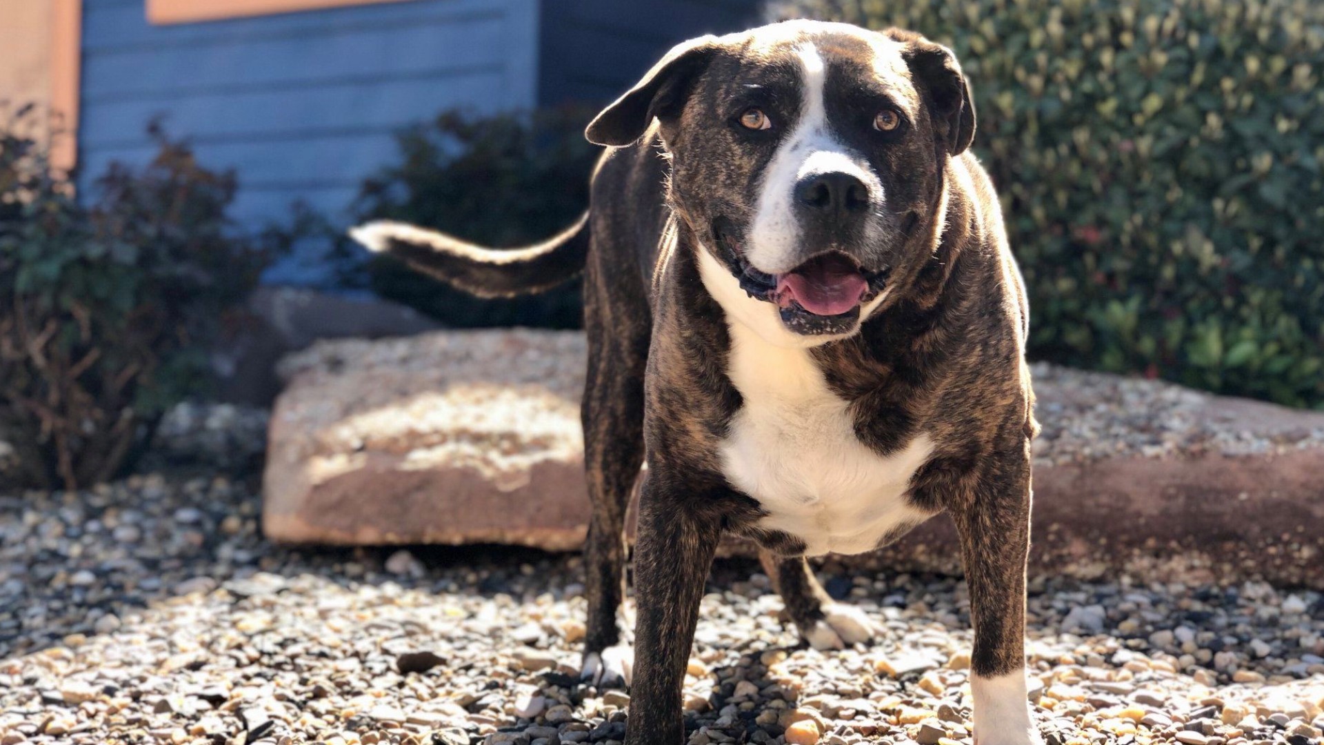 Meet Bruno, Newswest 9's Pet of the Week! | newswest9.com