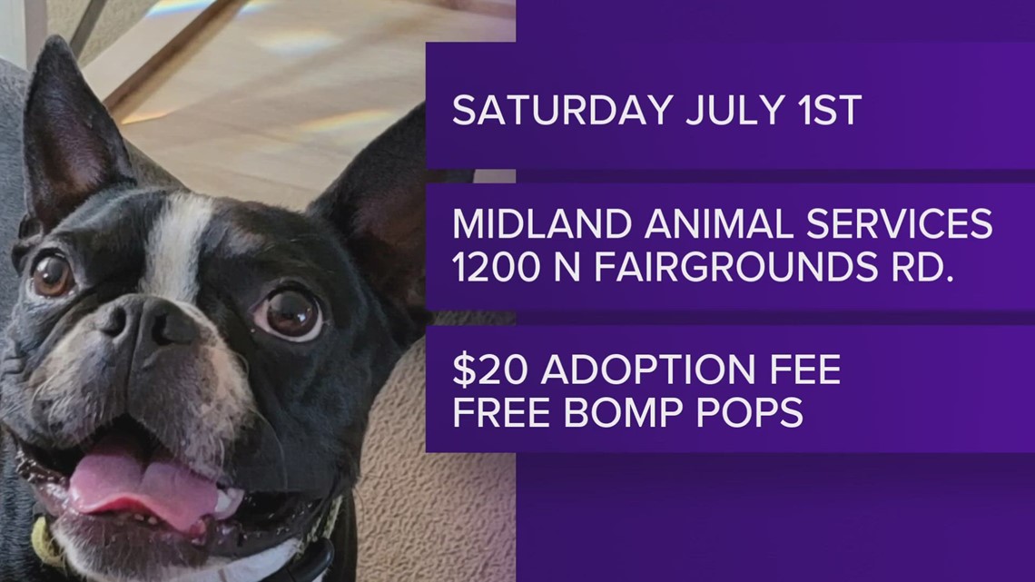 Midland Animal Services celebrating July 1 with adoption special ...