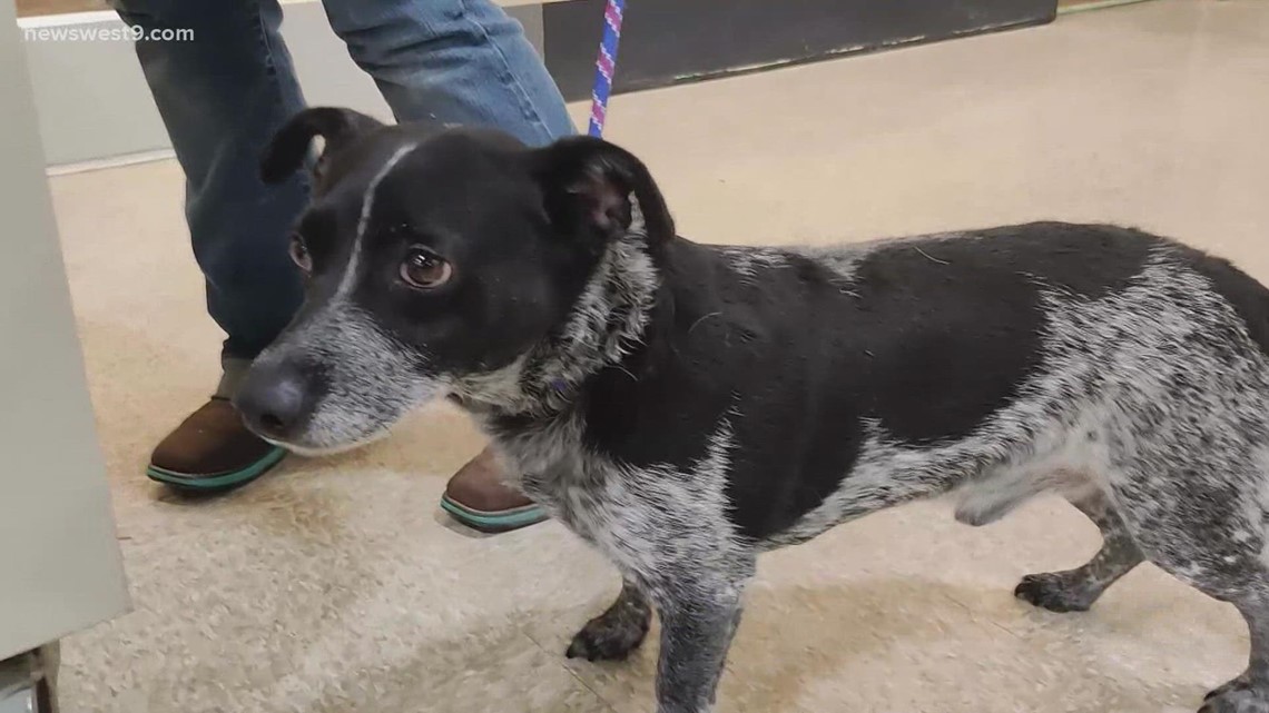 Meet Bo, NewsWest 9's Pet of the Week | newswest9.com