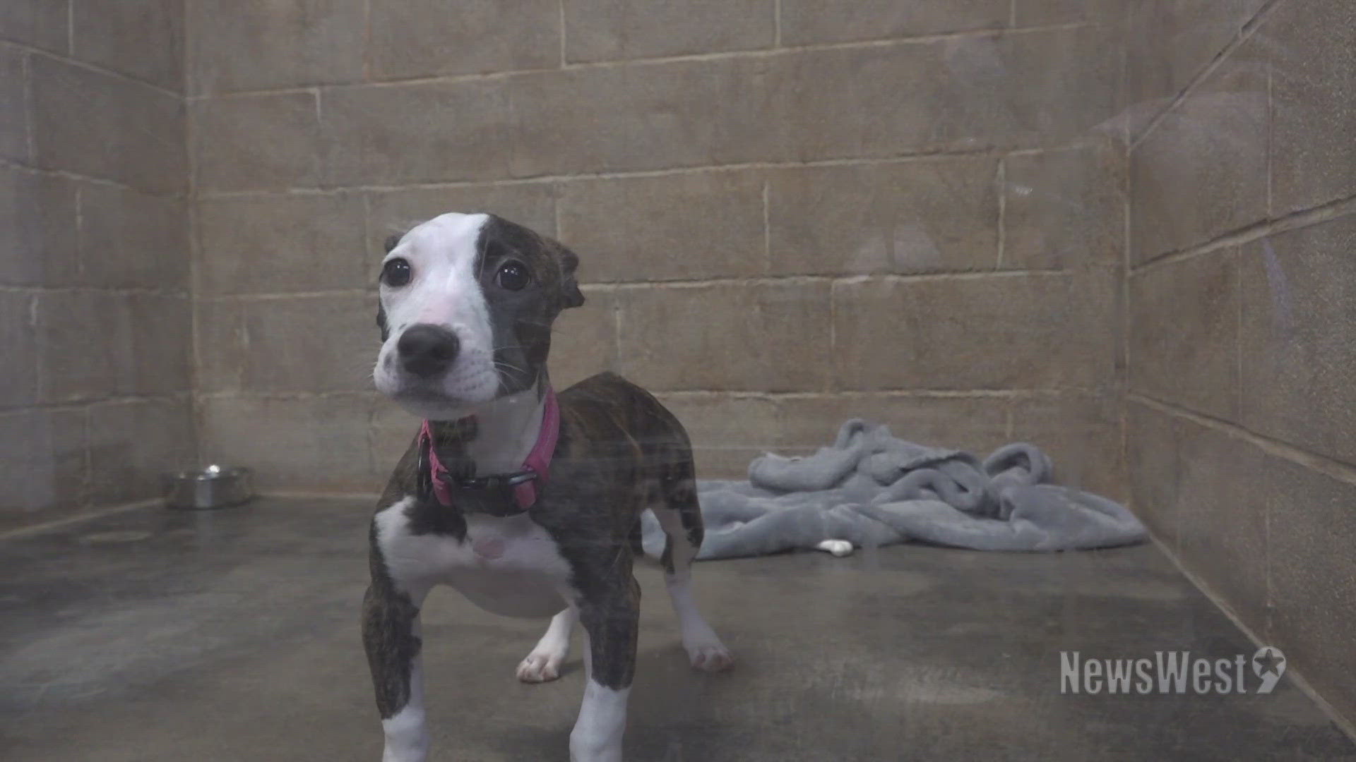 Midland Humane Coalition partners with Andrews Animal Shelter to save ...