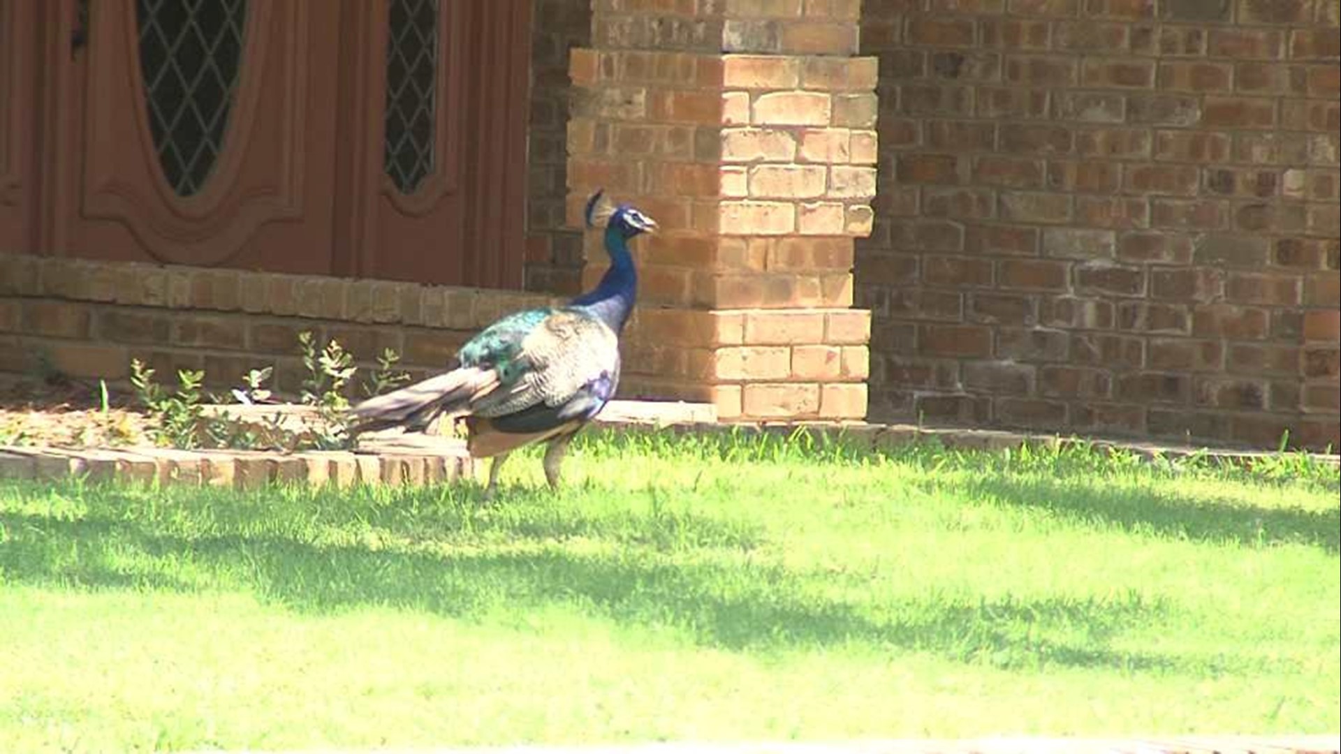 Owner of Neighborhood Peacocks Going to Trial With City of Midland ...