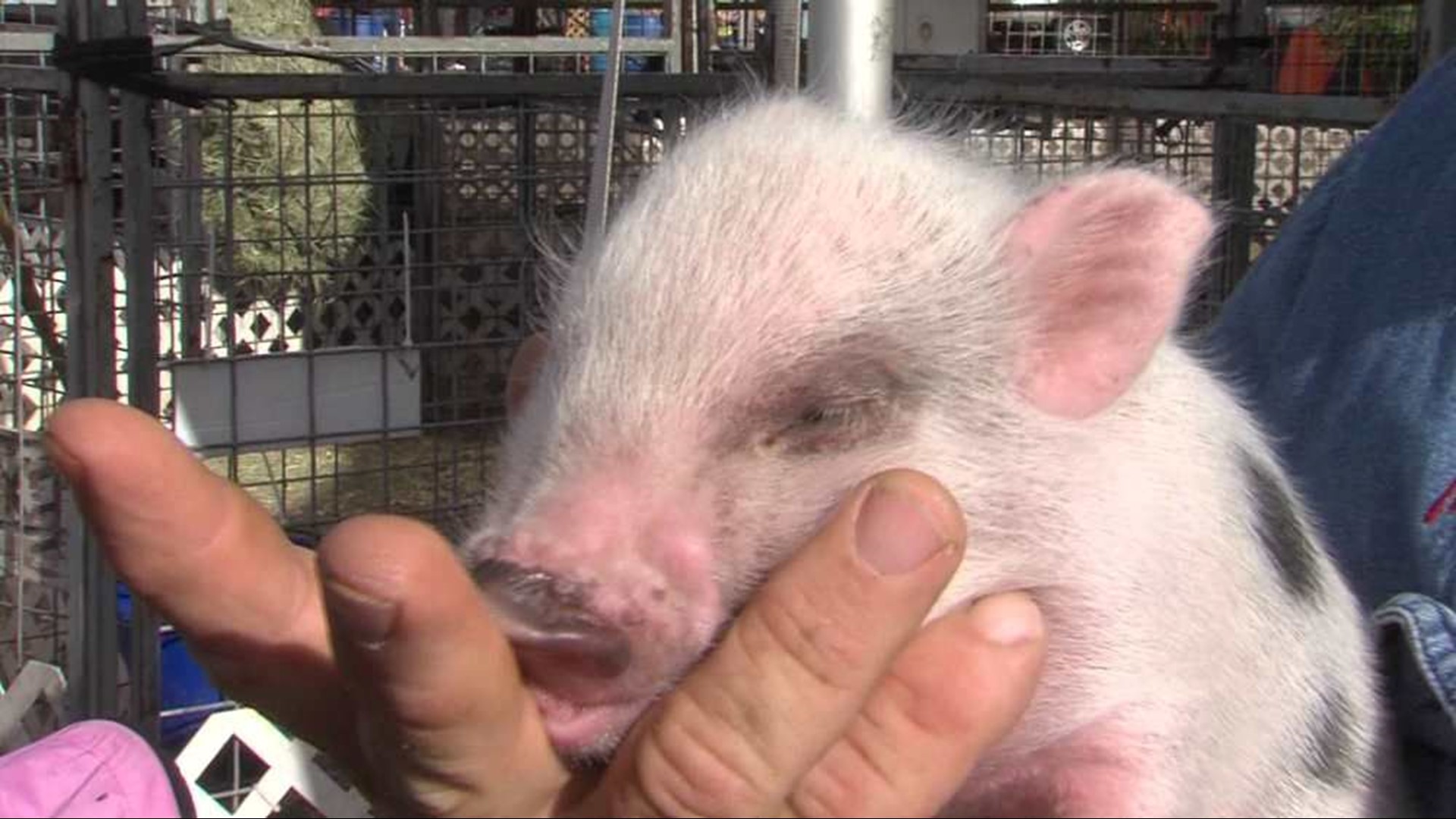 Centers For Disease Control Warns of New Flu Spread Through Pigs ...