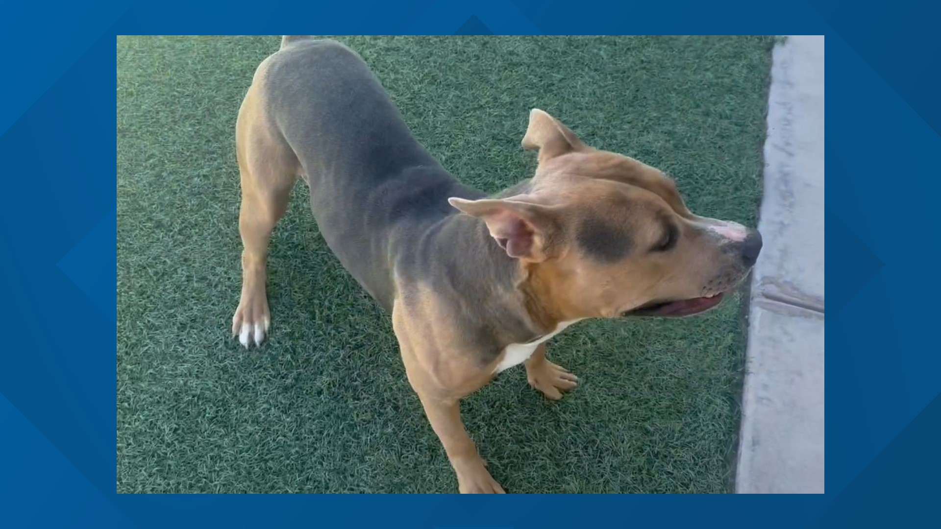 Meet Shiloh, NewsWest 9's Midland Pet of the Week | newswest9.com