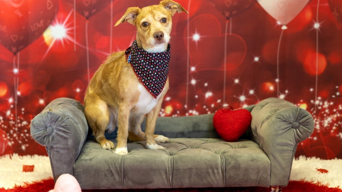 Meet Dapper, NewsWest 9's Midland Pet of the Week | newswest9.com