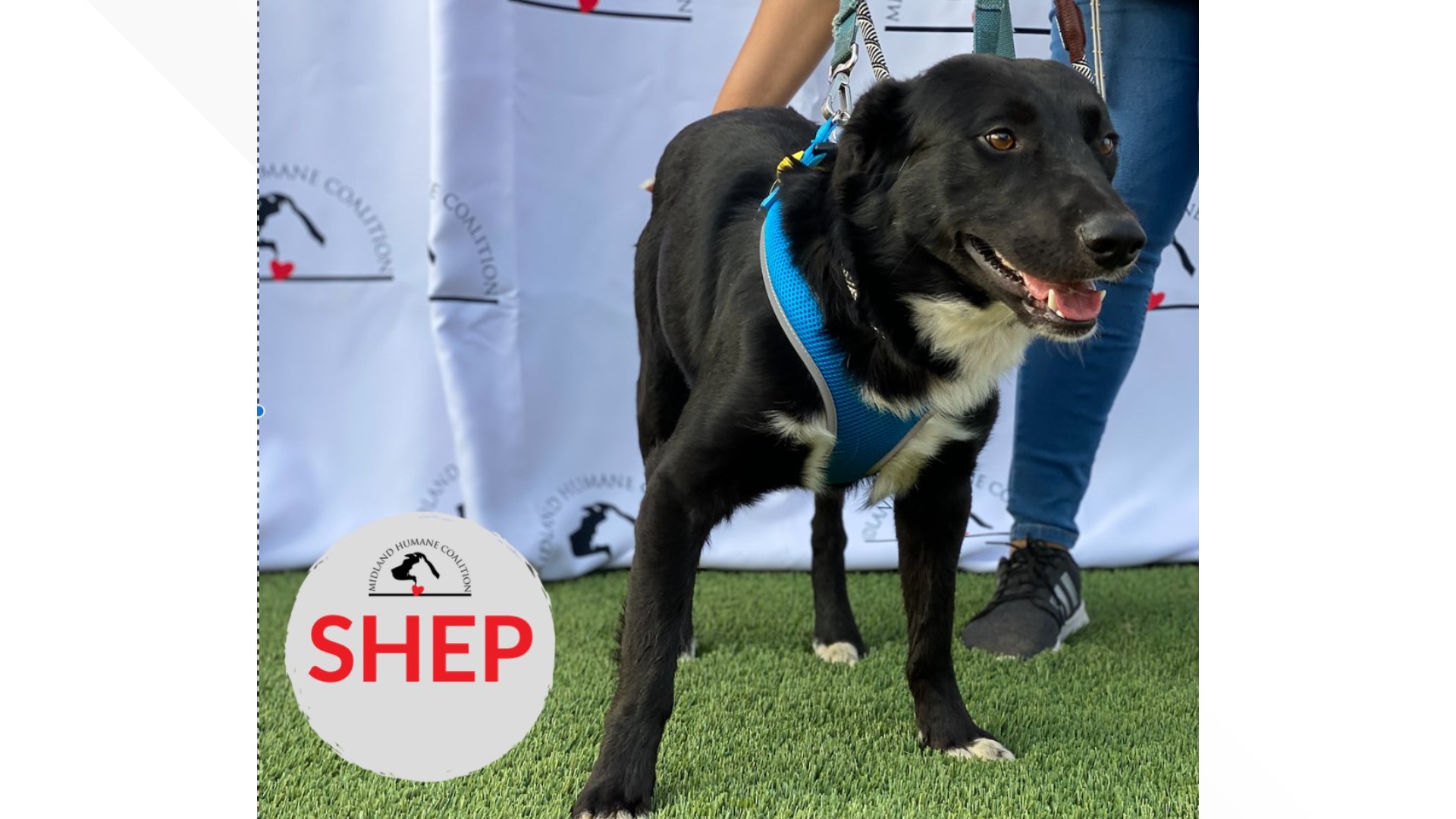 Meet Shep, NewsWest 9's Pet of the Week | newswest9.com