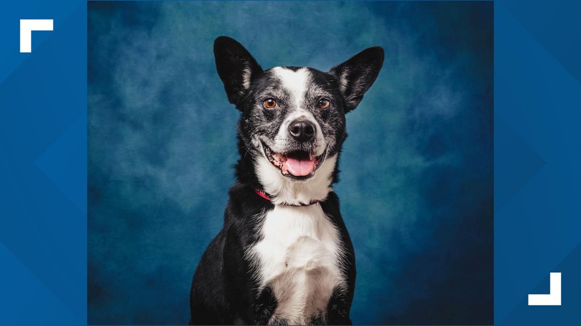 Meet Elvis, NewsWest 9’s Midland Pet of the Week | newswest9.com