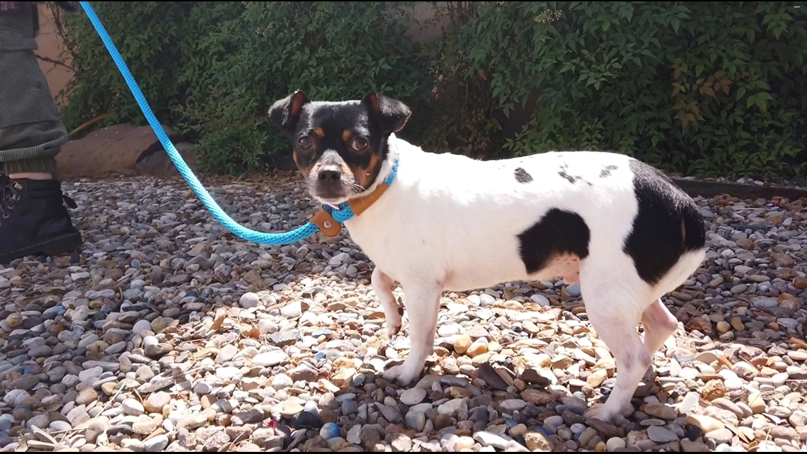 Meet Bashful, NewsWest 9’s Midland Pet of the Week | newswest9.com