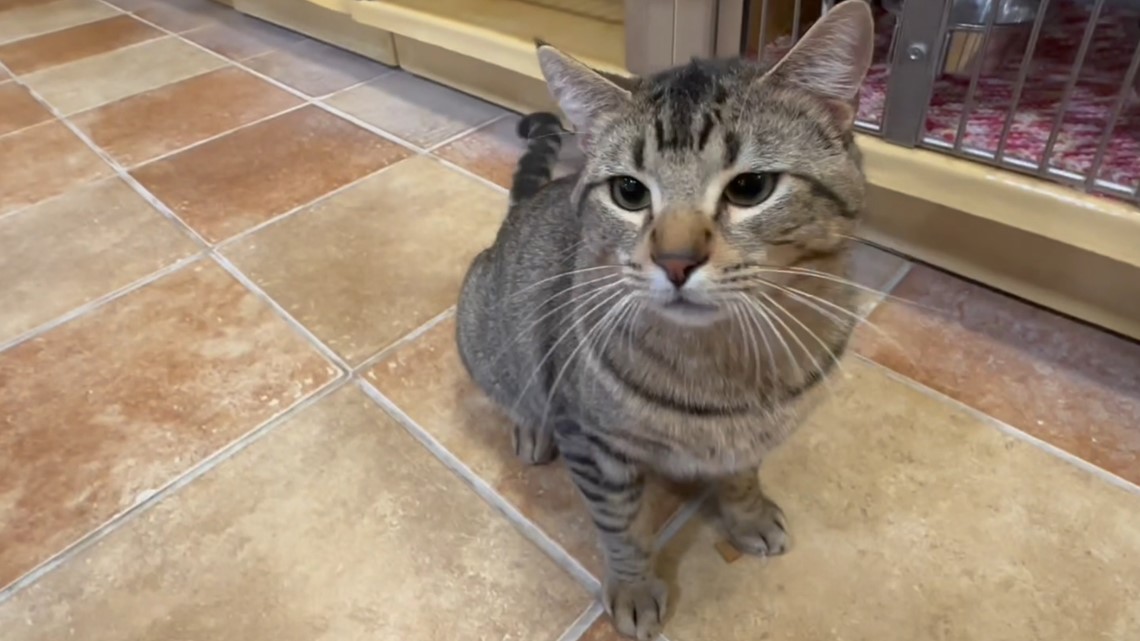 Meet Zurg, NewsWest 9's Midland Pet of the Week | newswest9.com