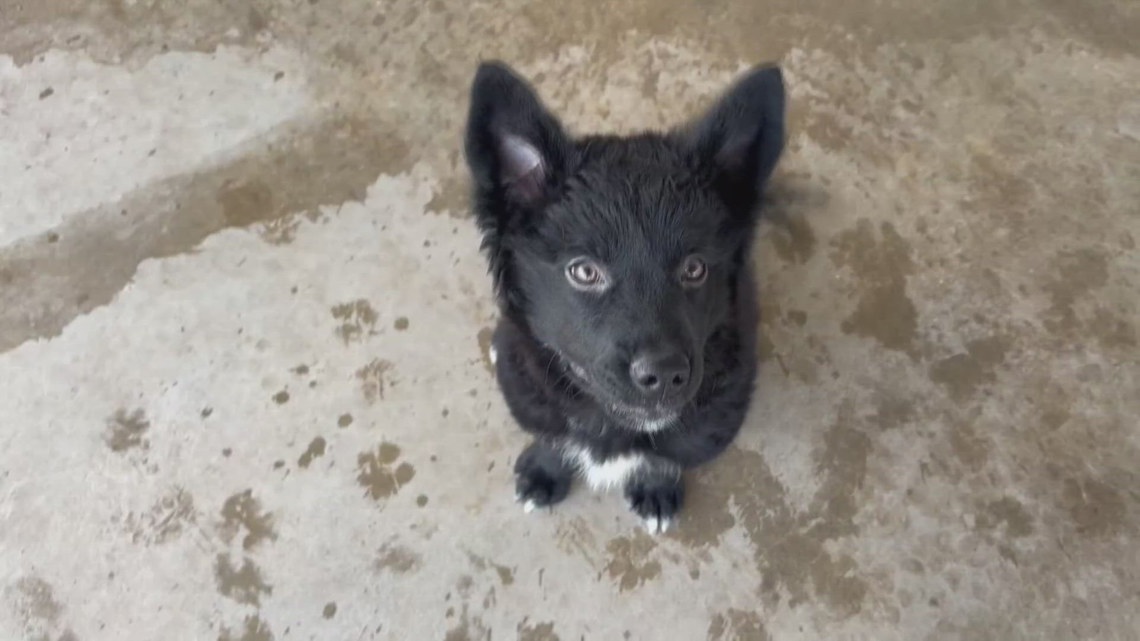 Meet Ellie: Energetic puppy ready for adoption at Midland Humane ...