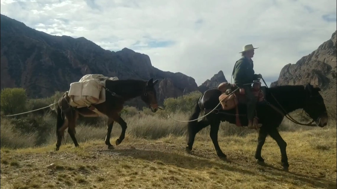 Two pack mules at Big Bend National Park enter retirement | newswest9.com