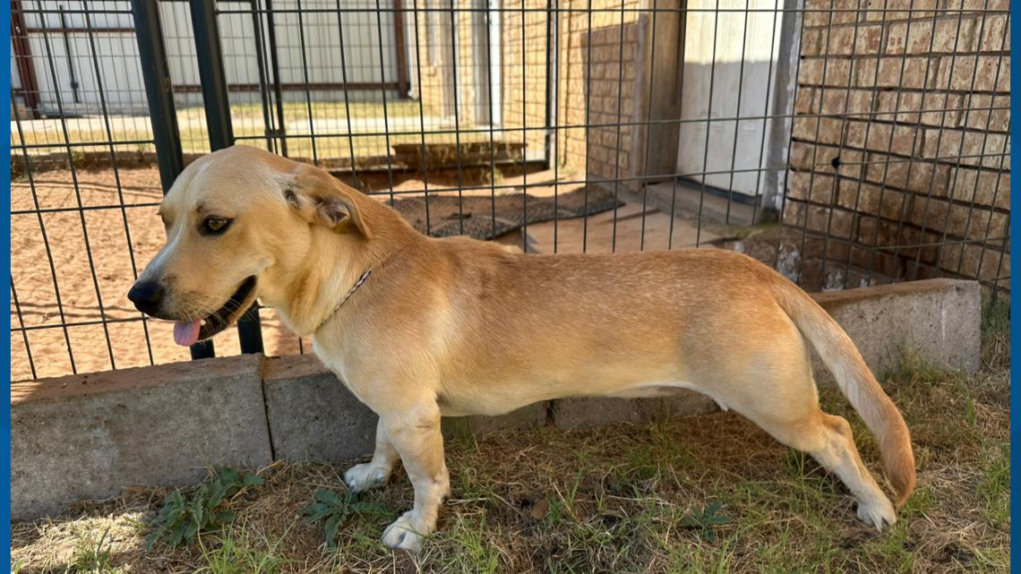 Midland Grand Companion's Pet of The Week: Jigi | newswest9.com