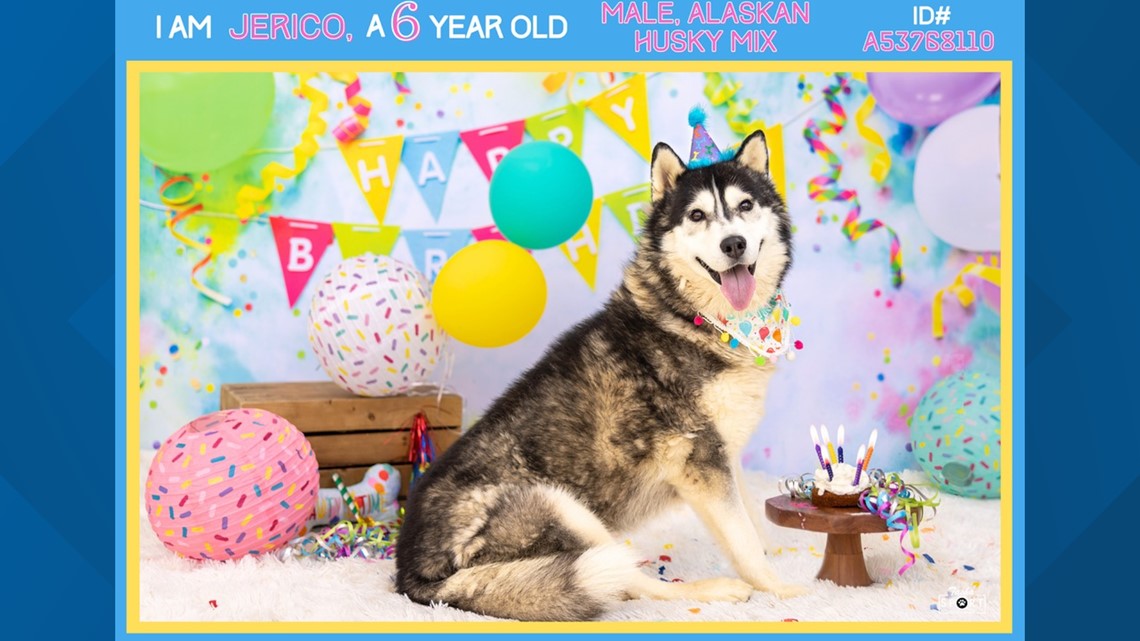 Midland Animal Services to celebrate Universal birthday for shelter ...