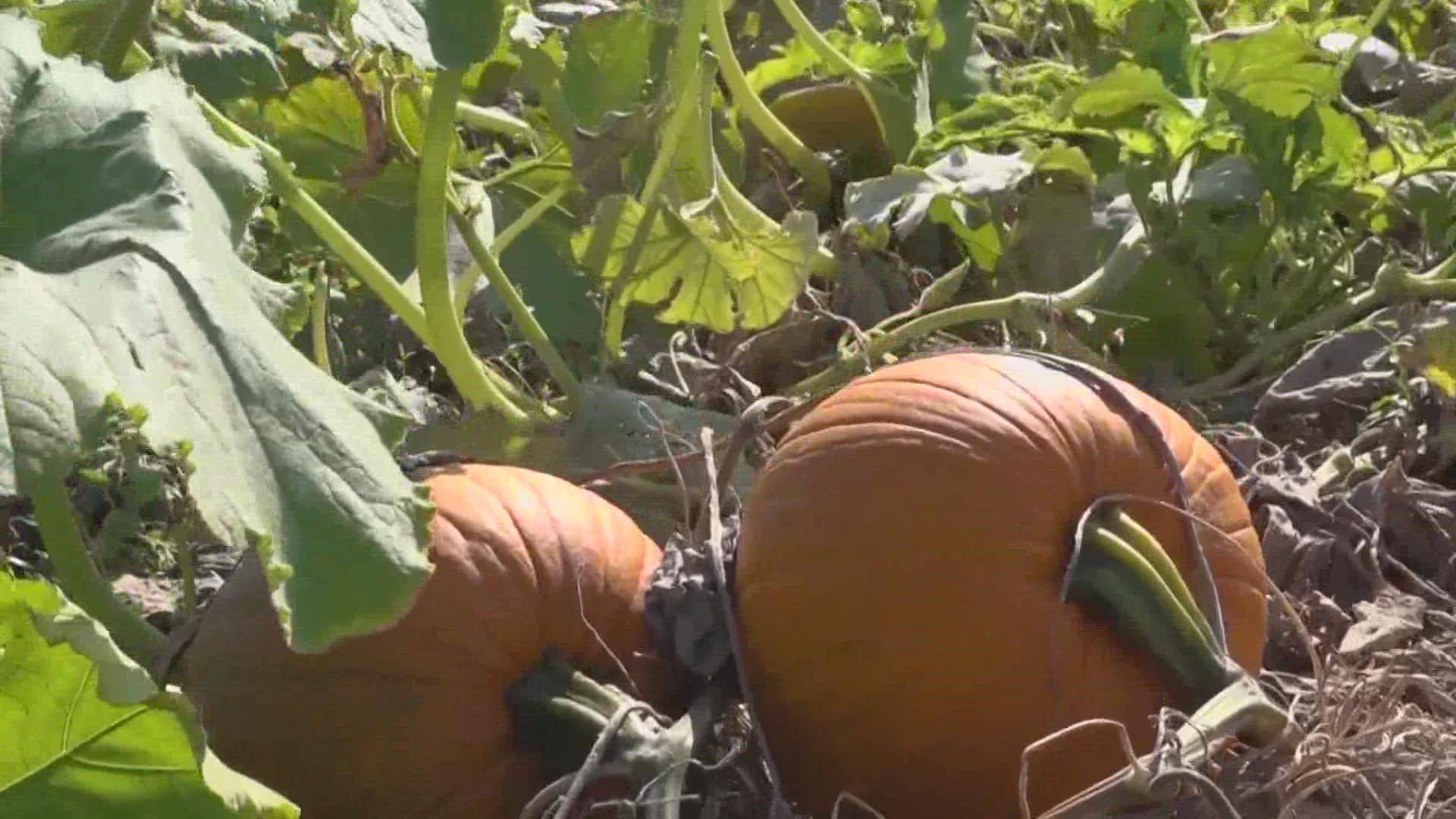 Mandujano Brothers pumpkin patch to close after this weekend ...