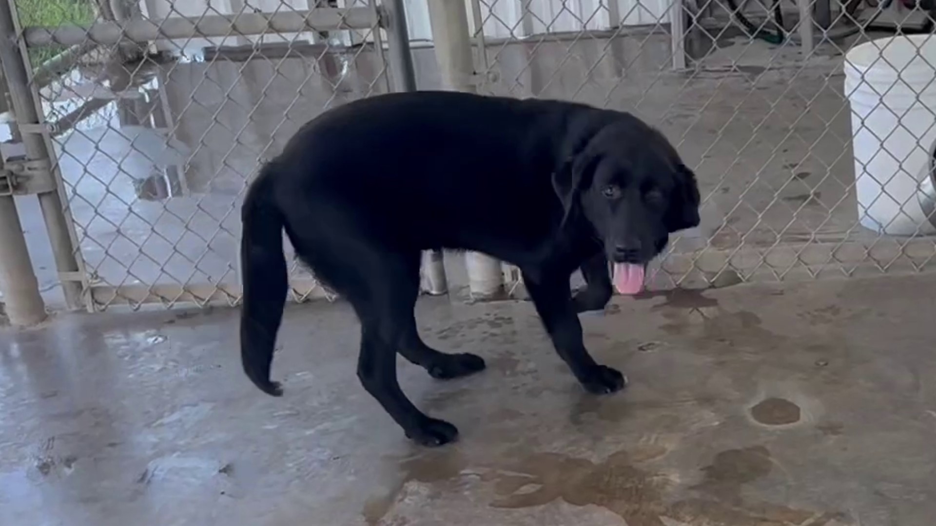 Meet Tom, NewsWest 9's Midland Pet of the Week | newswest9.com