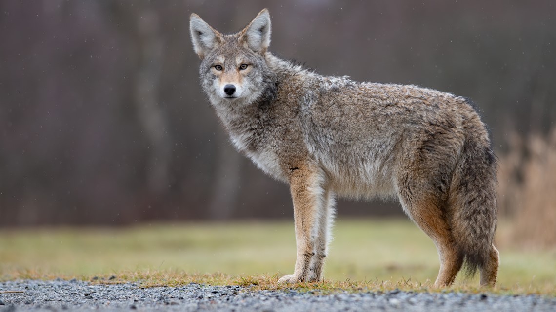 Coyote activity is increasing in West Texas, how to keep your furry ...