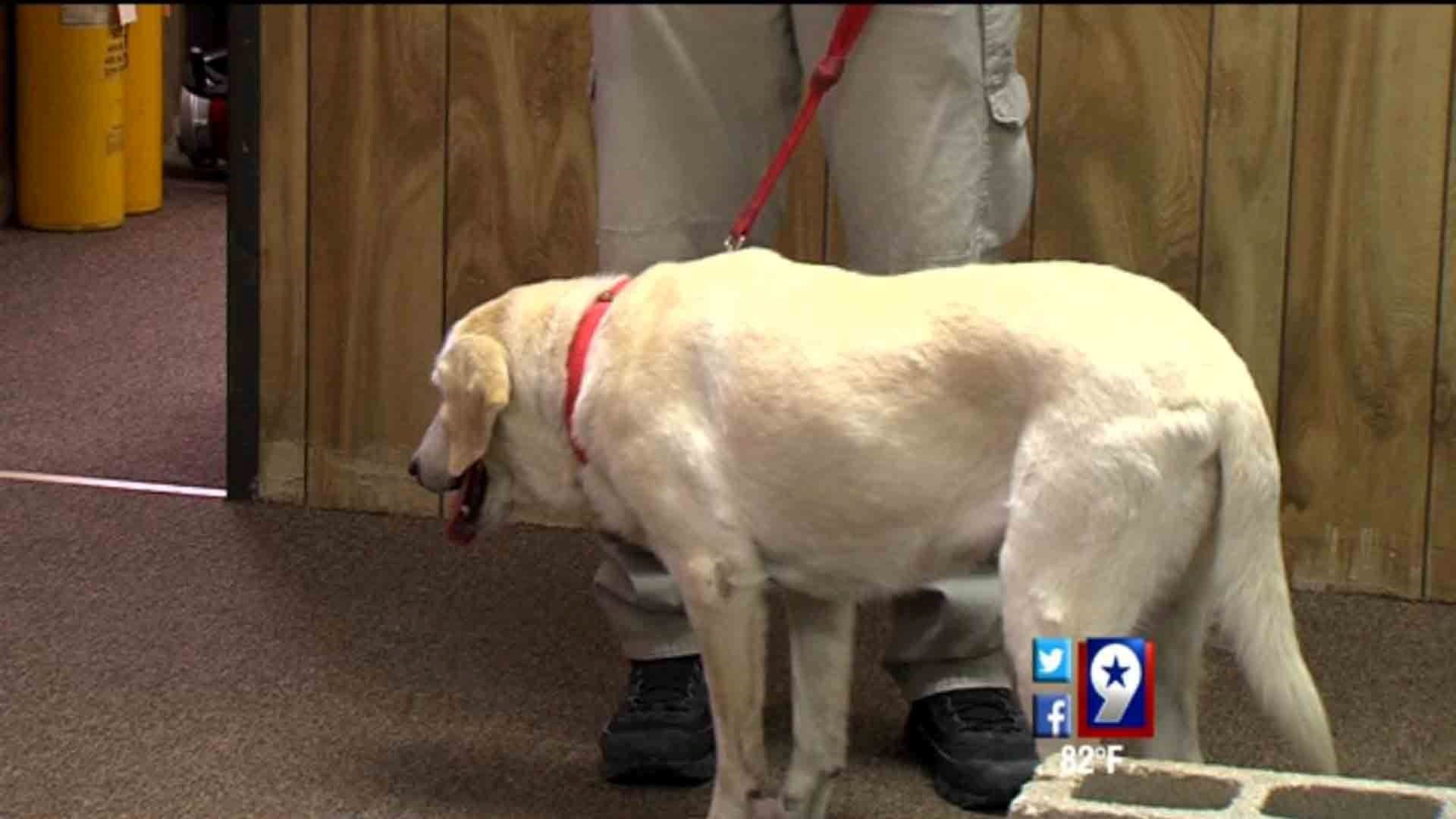 Big Spring Fire Department Welcomes New Arson Dog | newswest9.com